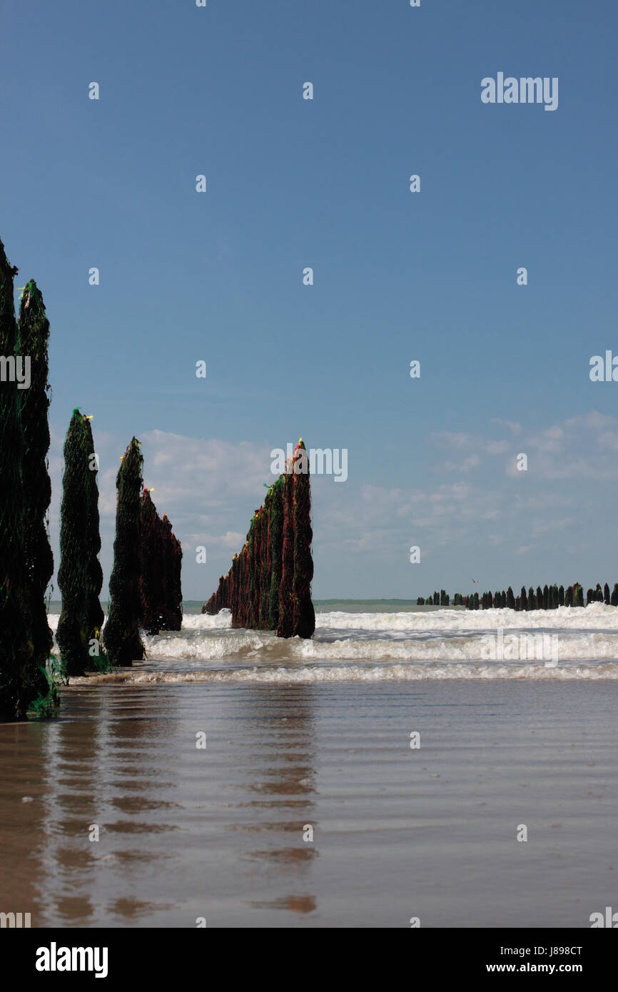 production, plantation, mussel, salt water, sea, ocean, water, plant ...