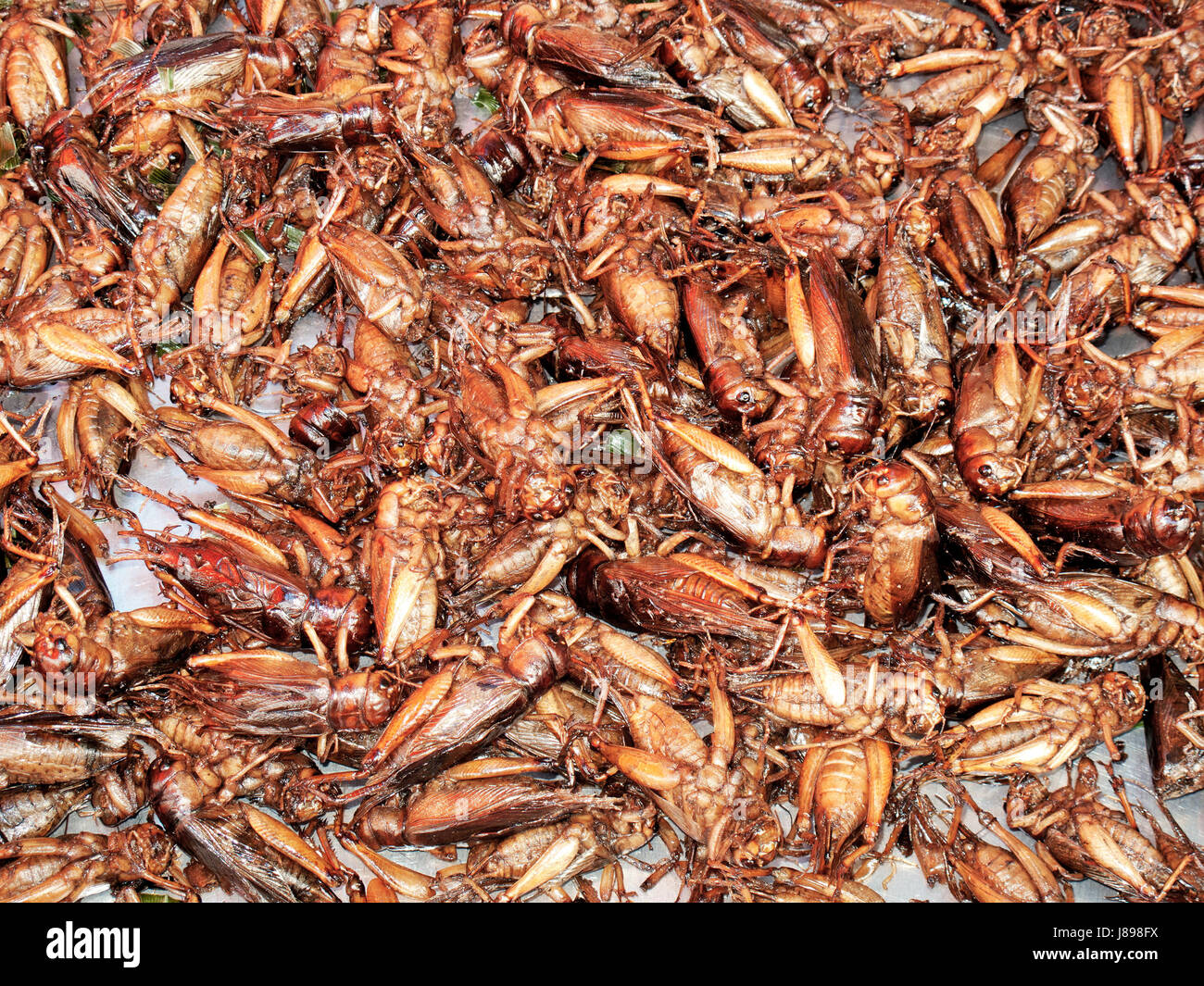 Asian insects hi-res stock photography and images - Alamy