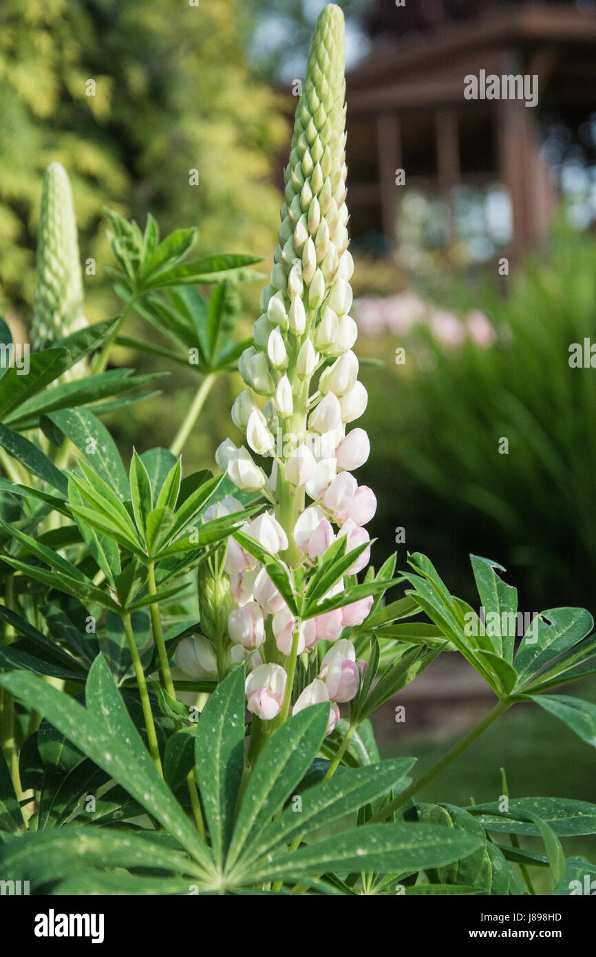 Light coloured Noble Maiden Lupin (Lupinus, Lupine) in a pretty English ...