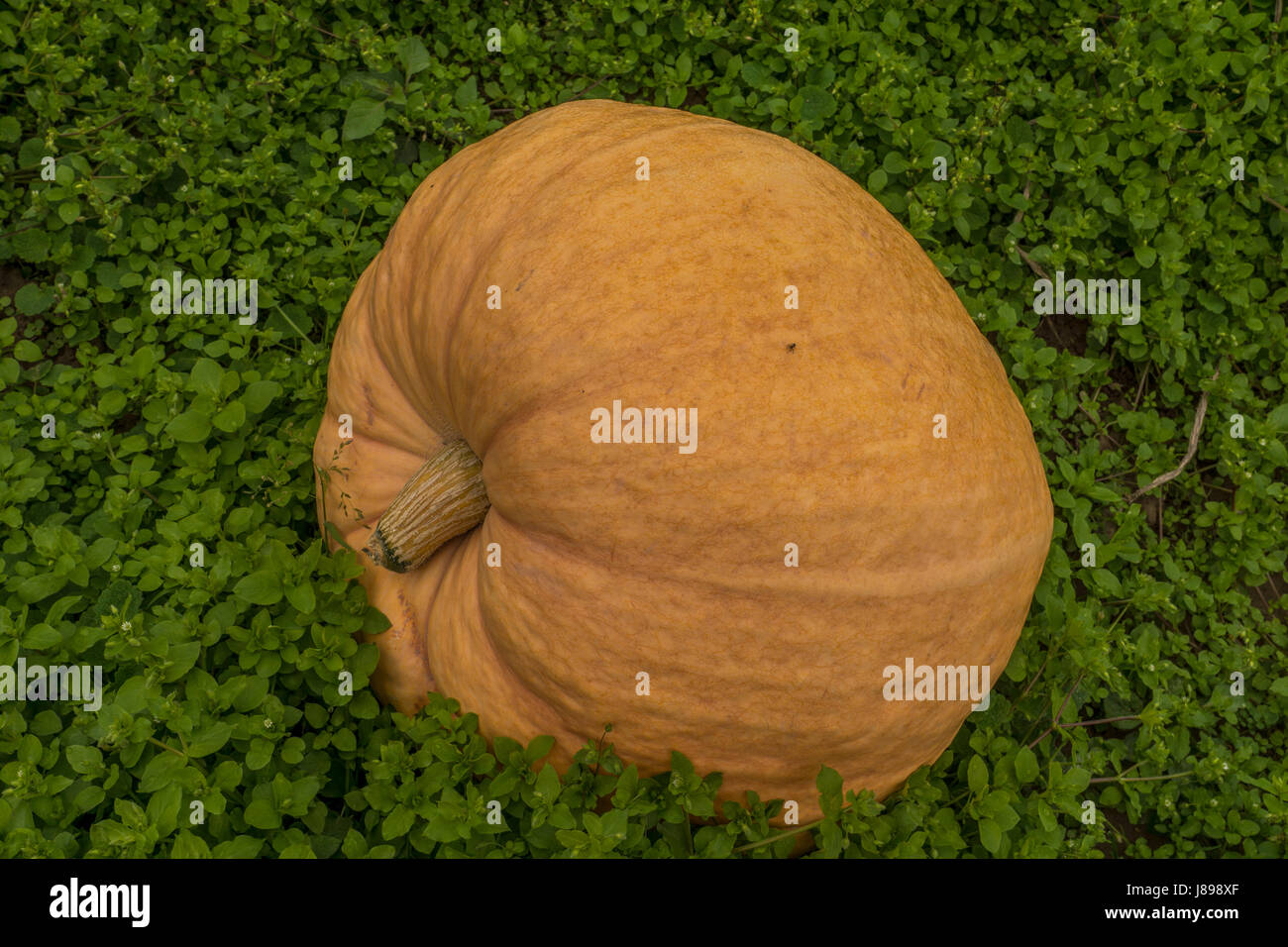 Connecticut field pumpkins hi-res stock photography and images - Alamy