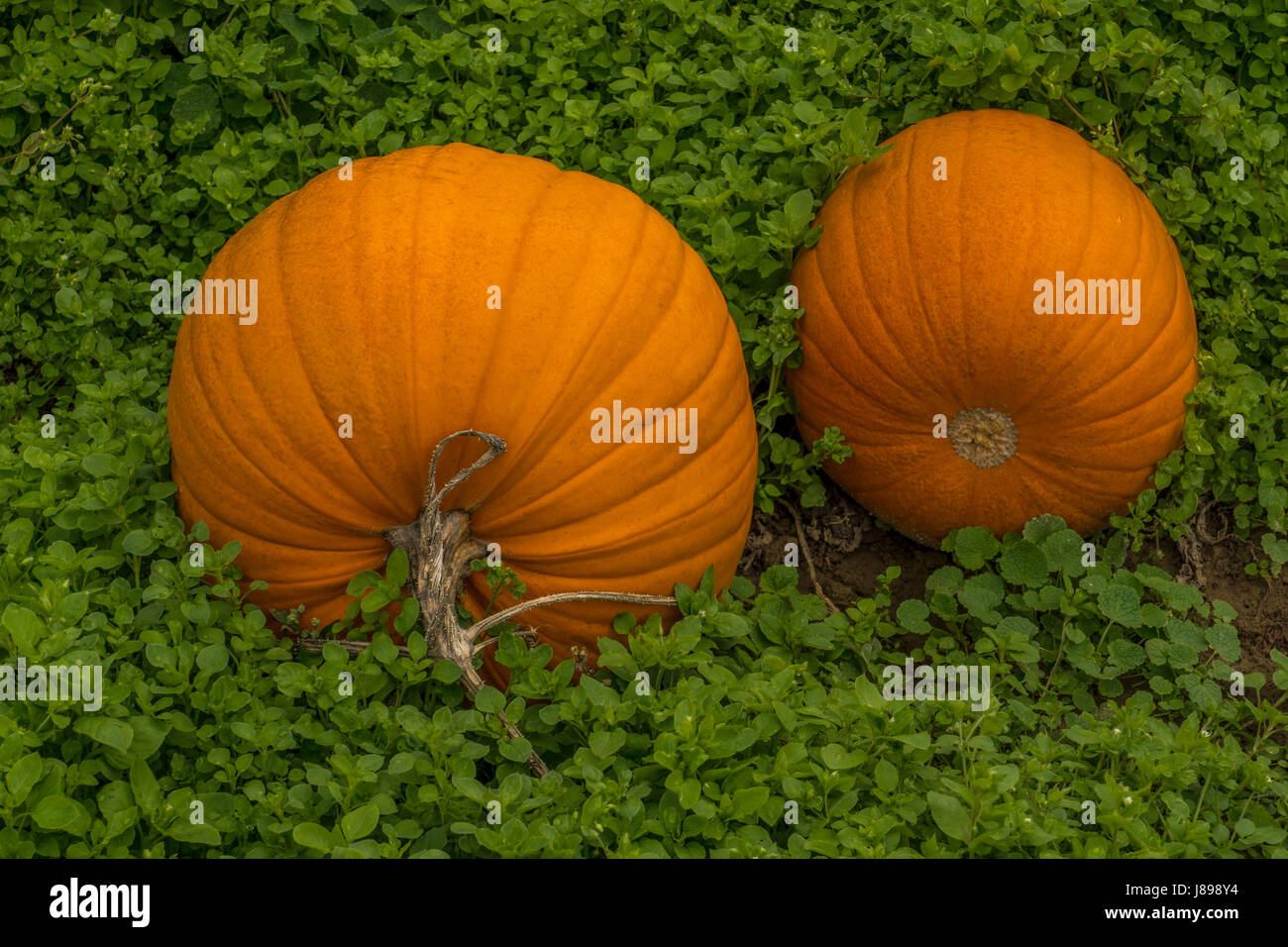 Connecticut field pumpkins hi-res stock photography and images - Alamy