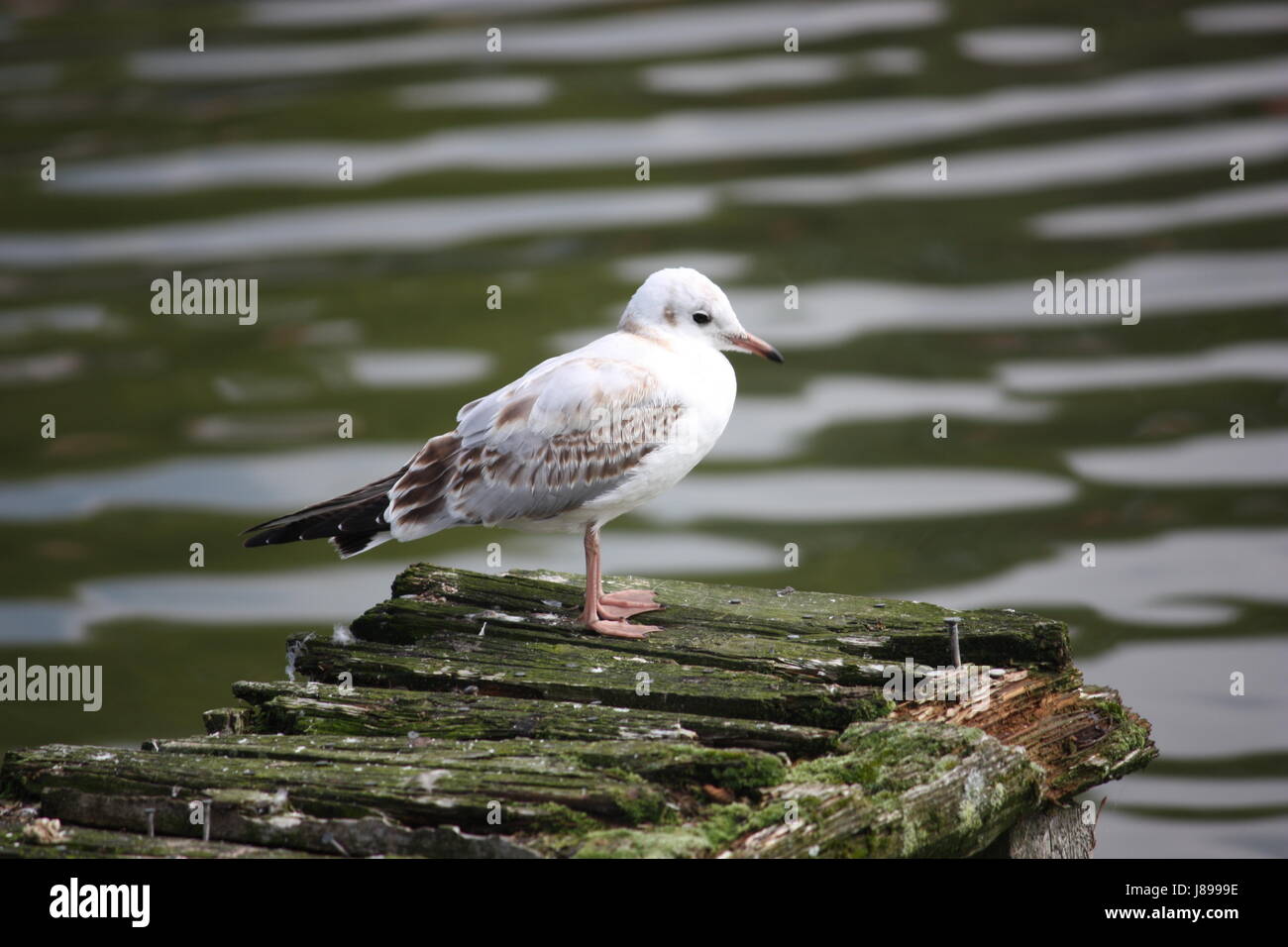 Seagull types hi-res stock photography and images - Alamy