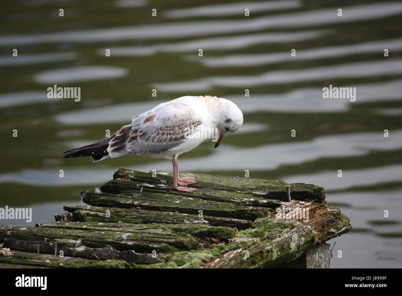 Types of seagulls hi-res stock photography and images - Alamy