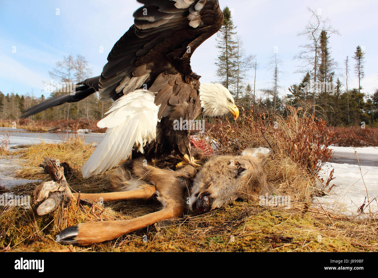 Female bald eagle hi-res stock photography and images - Alamy