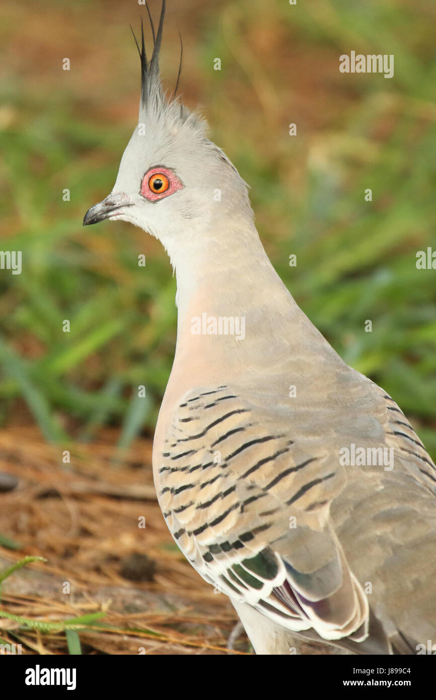 A portrait of a Crested Pigeon in coastal Australia Stock Photo - Alamy