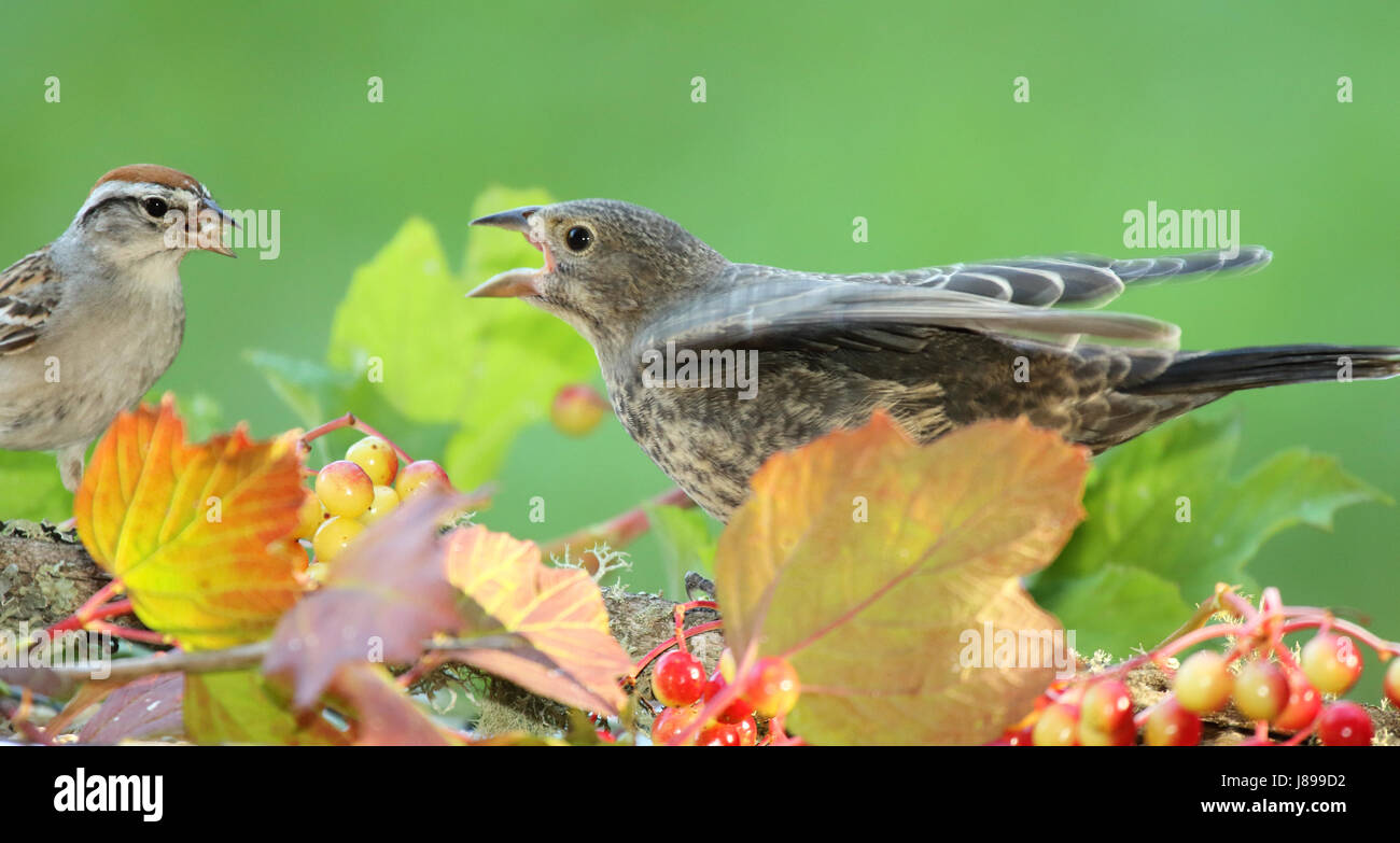 A juvenile Brown-headed Cowbird begging for food from a Chipping ...