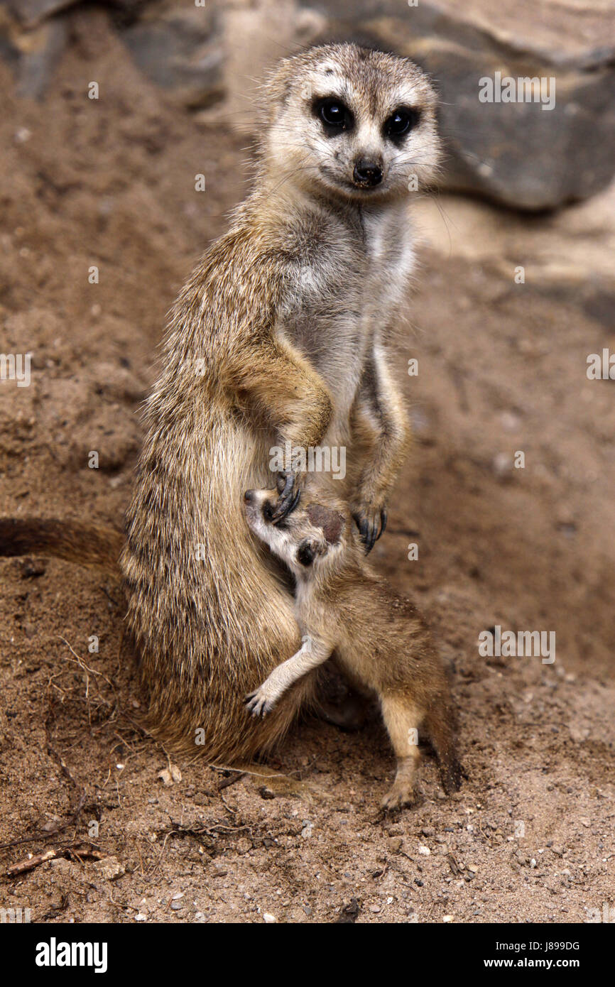 meerkat with baby Stock Photo - Alamy