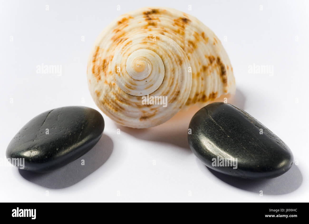 schneckenhaus shell and stones Stock Photo - Alamy