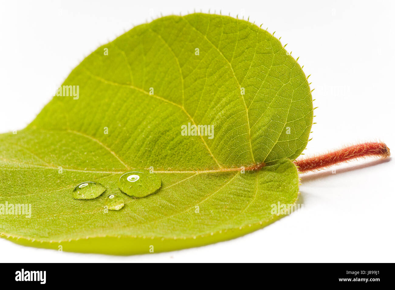 leaf drop with Stock Photo - Alamy