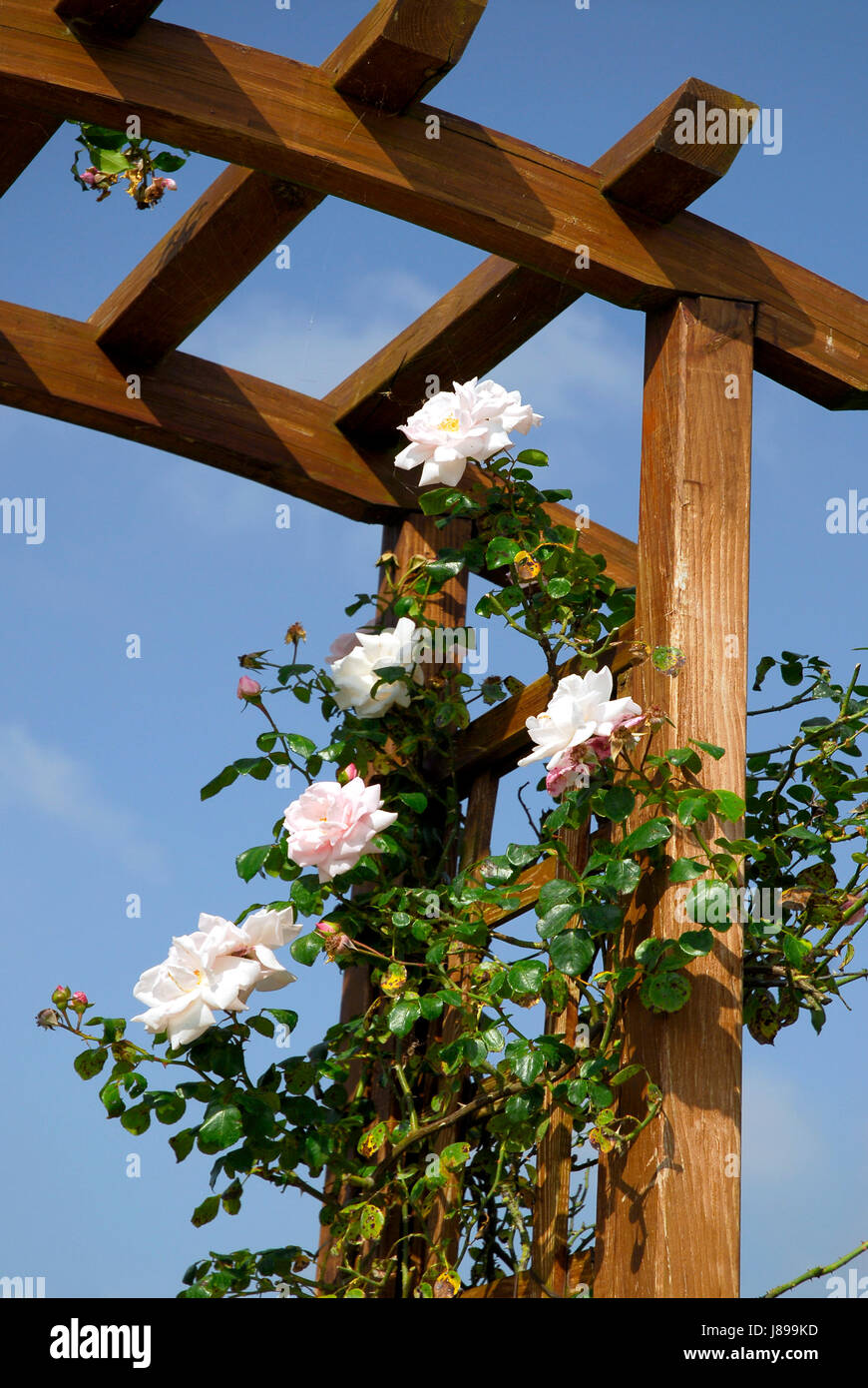 leaf, flower, plant, rose, wood, bush, structure, assistance, help ...