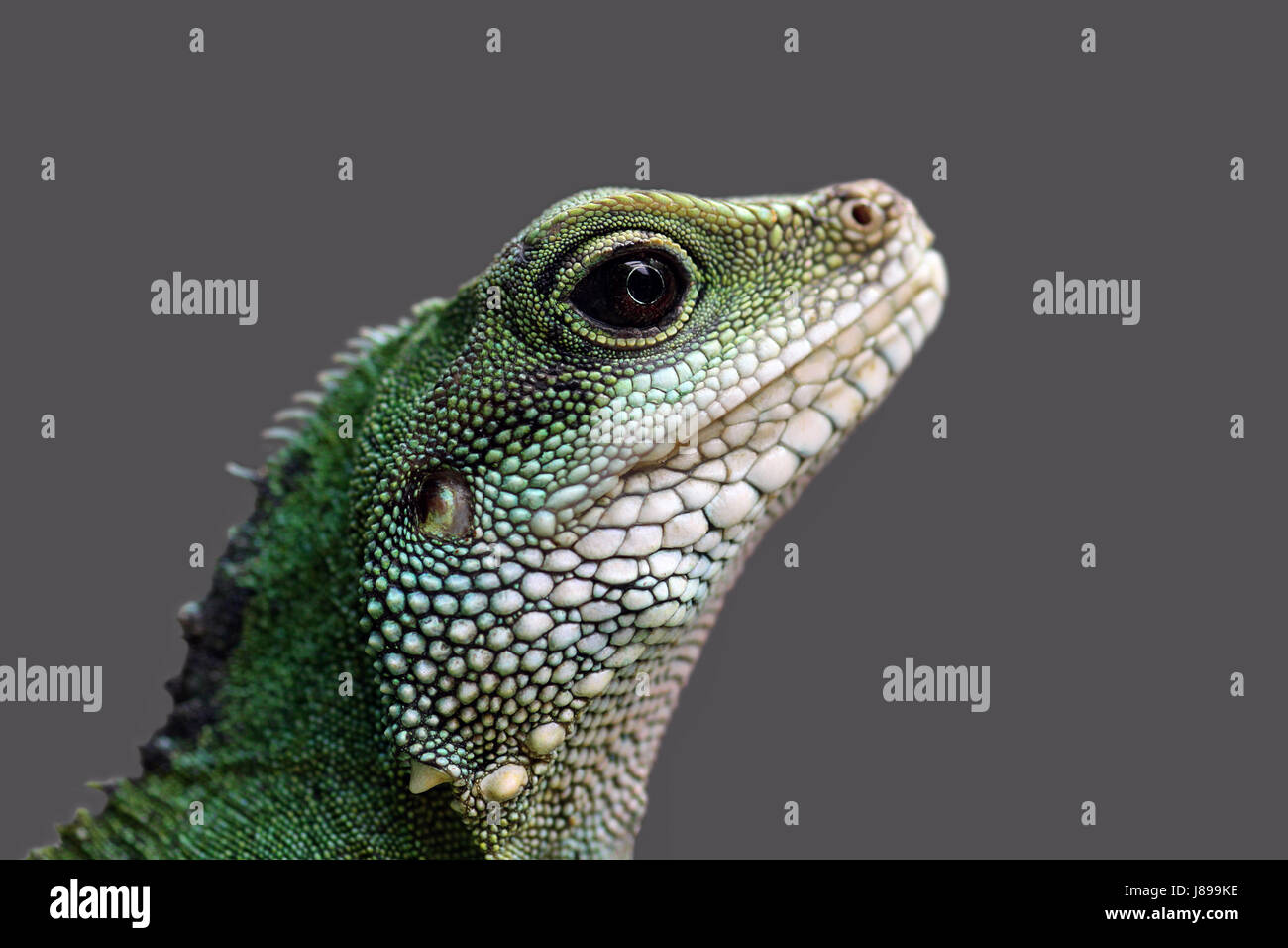 green water dragon Stock Photo - Alamy