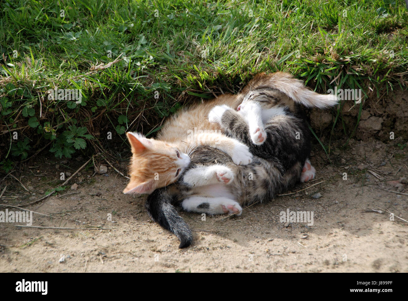 Cats bellows hi-res stock photography and images - Alamy