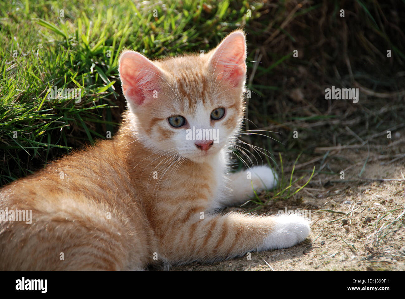 little red cat Stock Photo - Alamy