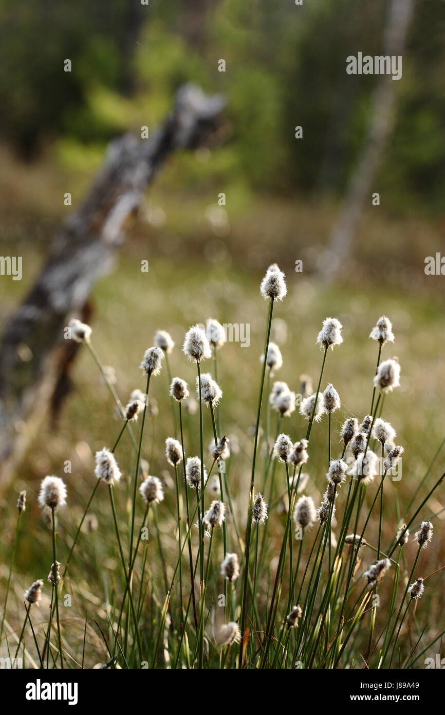 Moorpflanze hi-res stock photography and images - Alamy