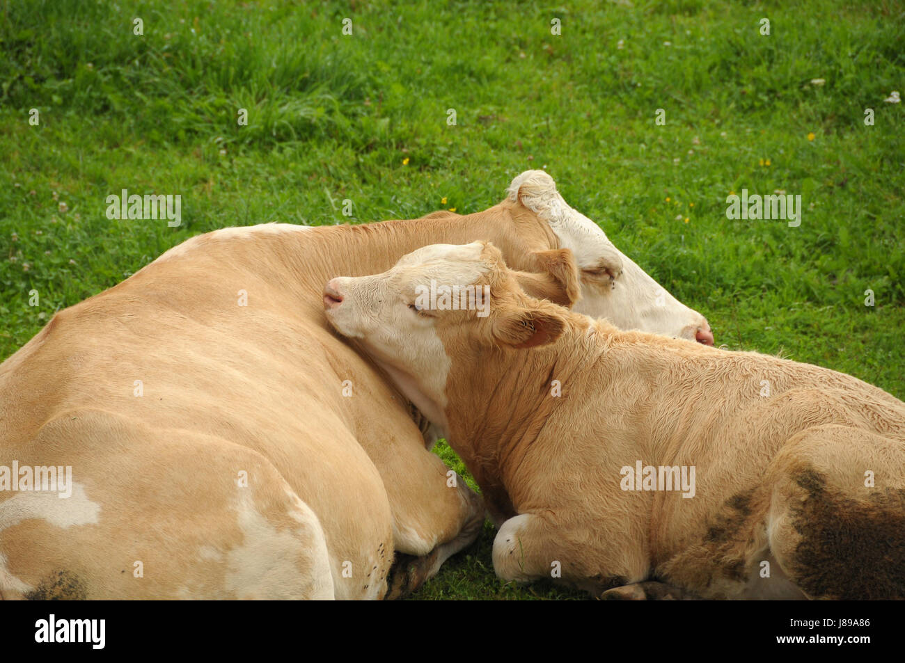 Biokhe hi-res stock photography and images - Alamy