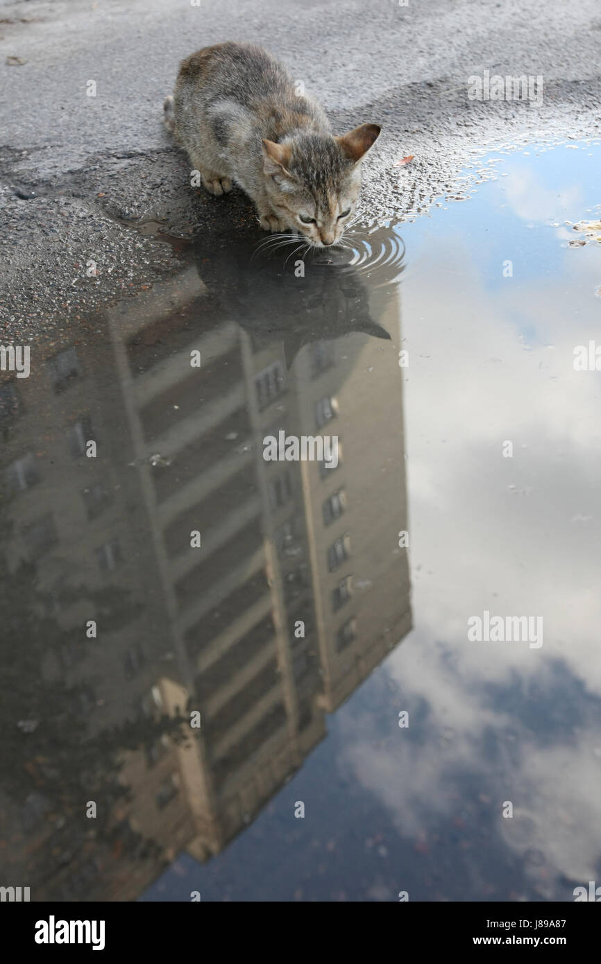 drink, drinking, bibs, animals, pets, reflection, fur, purr, tired ...