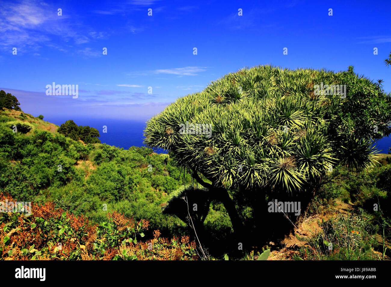 dragon tree in the foreground Stock Photo - Alamy