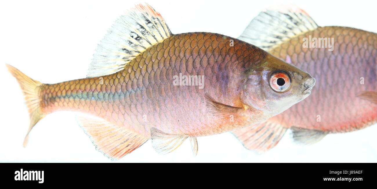 Karpfenfisch hi-res stock photography and images - Alamy