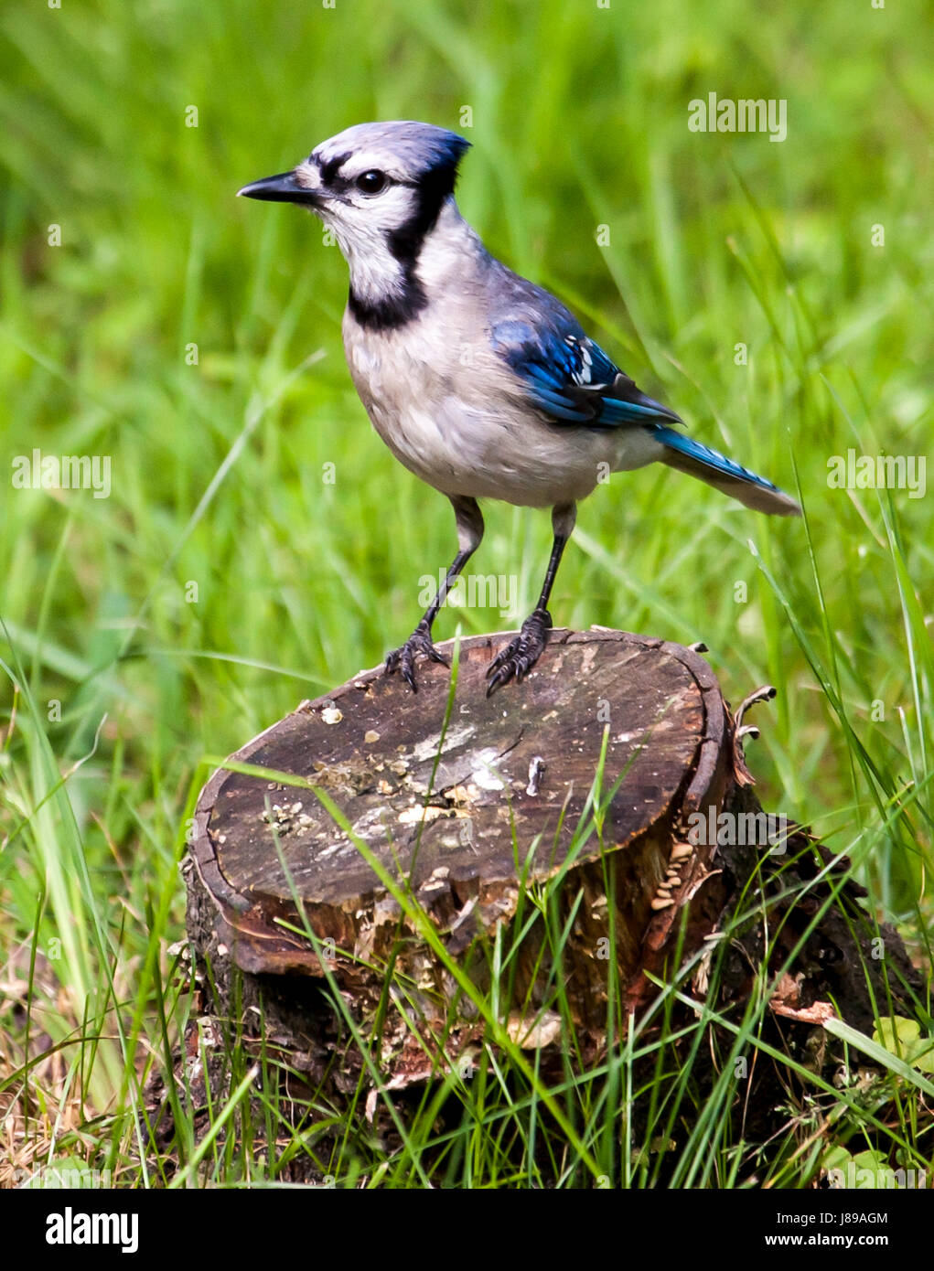 Blue jay feeding young hi-res stock photography and images - Alamy