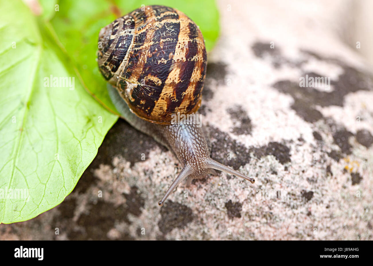 Spotted snail hi-res stock photography and images - Alamy
