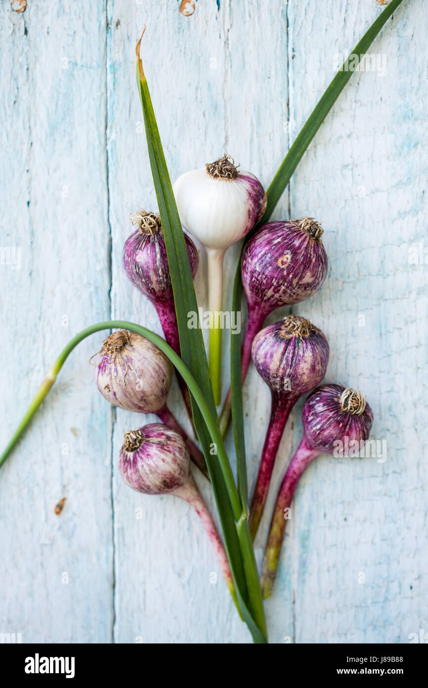 Bouquet of garlic Stock Photo - Alamy