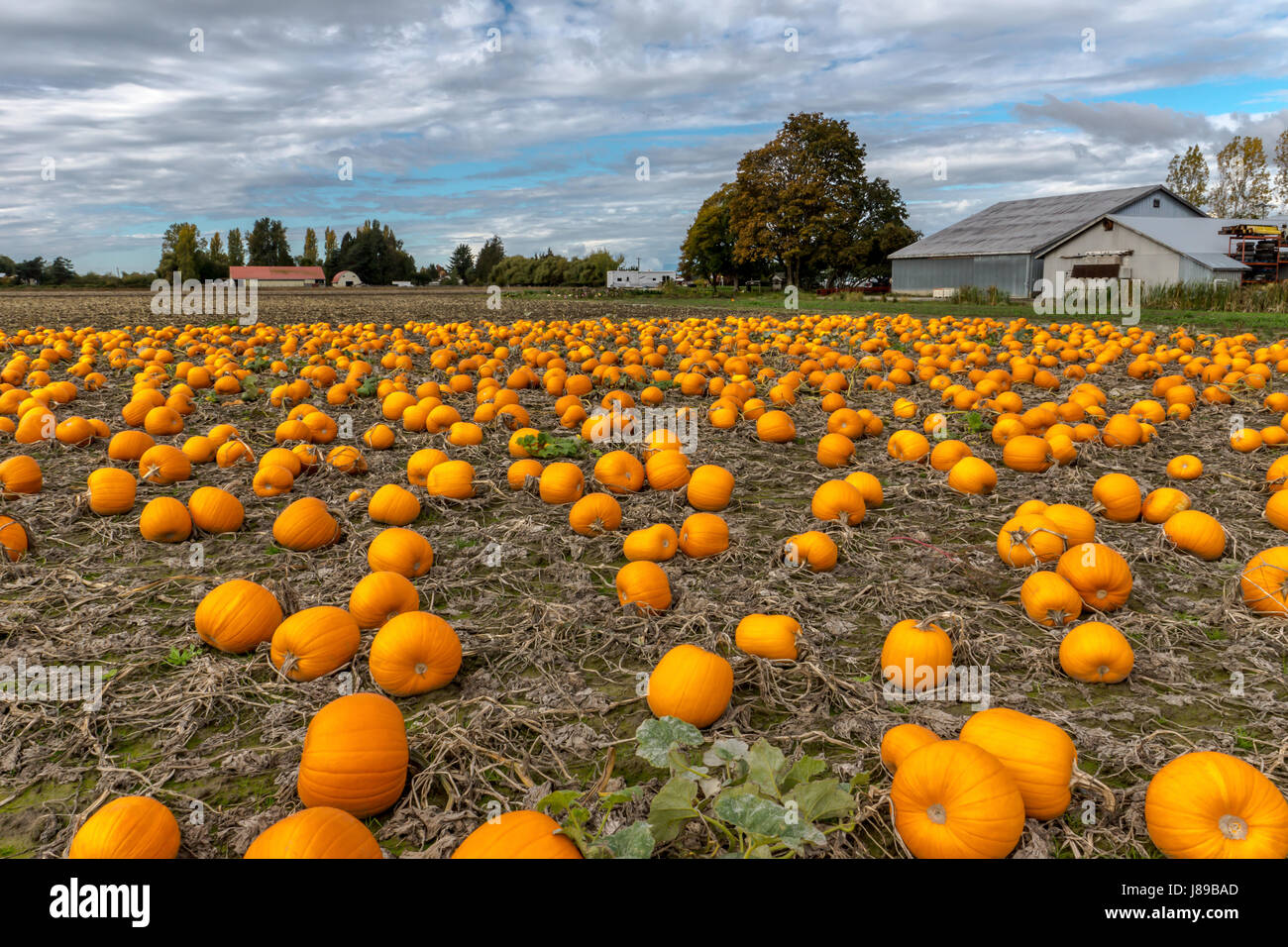 Westham island hi-res stock photography and images - Alamy
