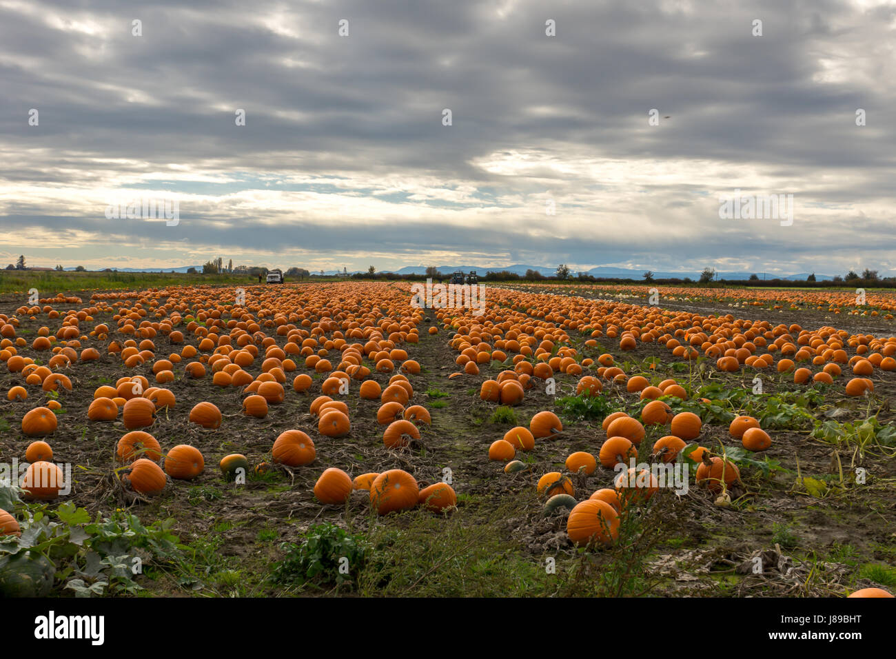 Westham island hi-res stock photography and images - Alamy