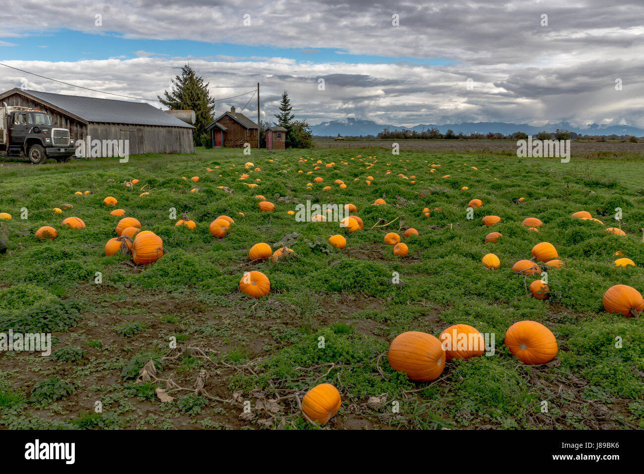 A very wonderful pumpkin batch in Ladner, BC Stock Photo - Alamy