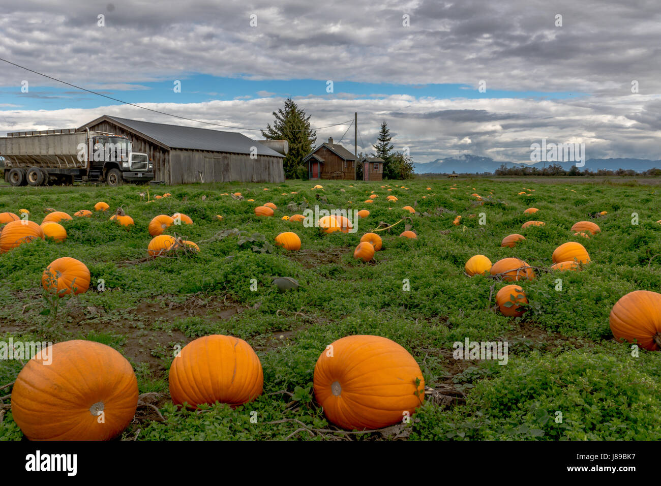A very wonderful pumpkin batch in Ladner, BC Stock Photo - Alamy