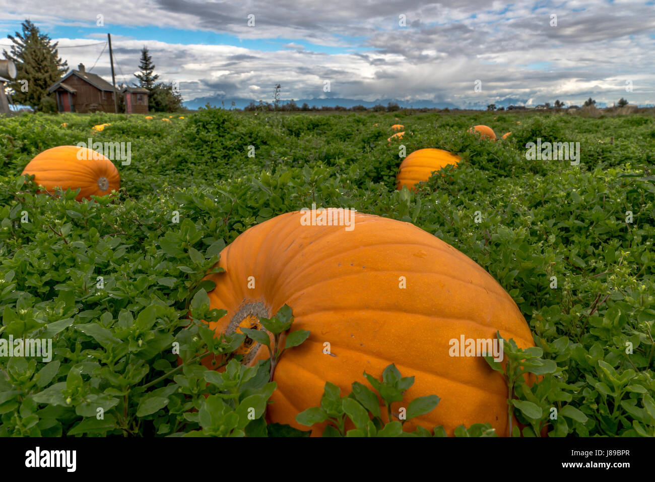 A very wonderful pumpkin batch in Ladner, BC Stock Photo - Alamy