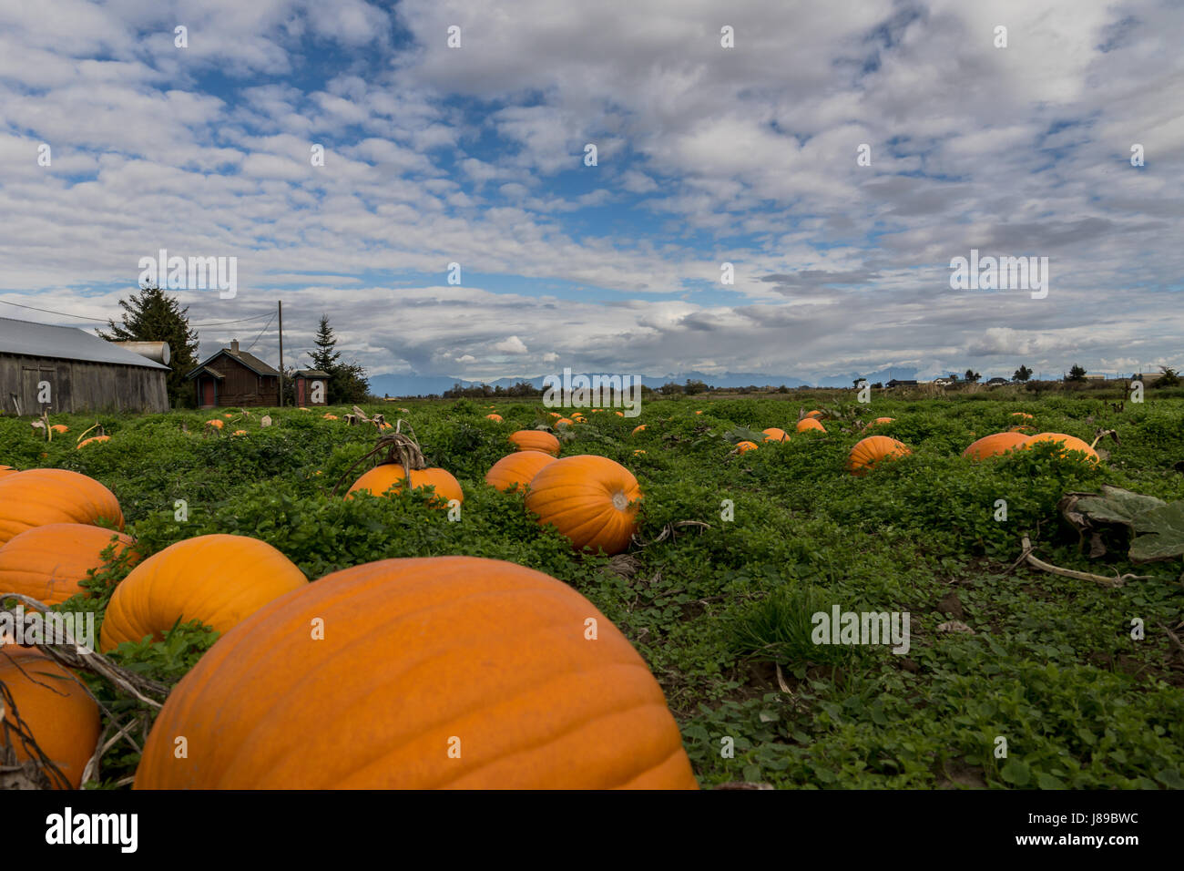 Ladner bc hi-res stock photography and images - Alamy