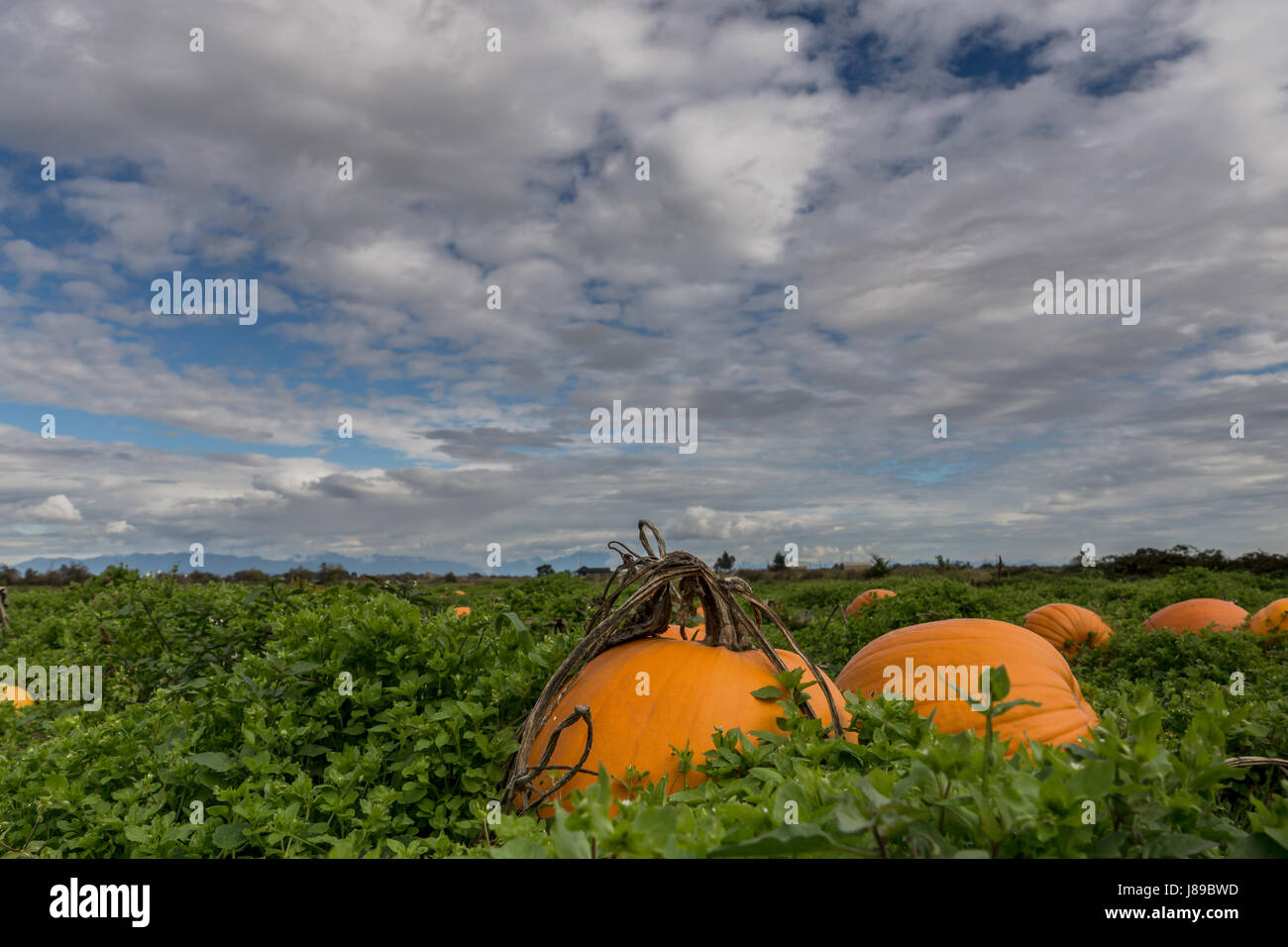 A very wonderful pumpkin batch in Ladner, BC Stock Photo - Alamy
