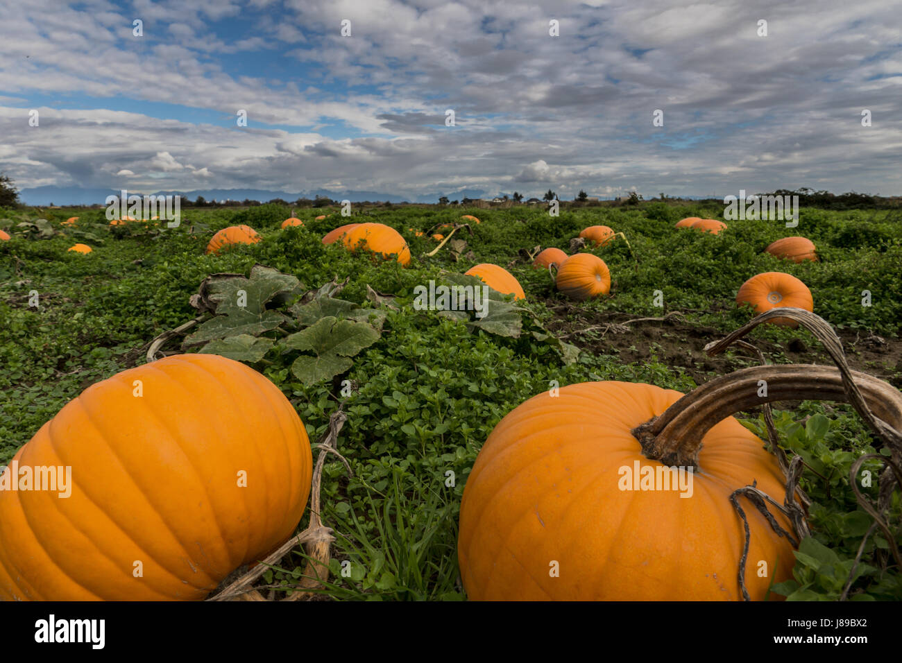 A very wonderful pumpkin batch in Ladner, BC Stock Photo - Alamy