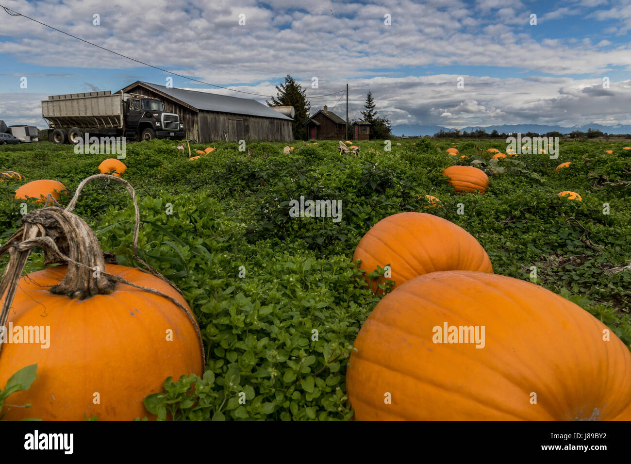 A very wonderful pumpkin batch in Ladner, BC Stock Photo - Alamy
