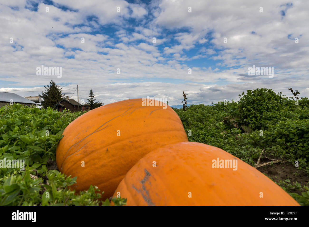 A very wonderful pumpkin batch in Ladner, BC Stock Photo - Alamy