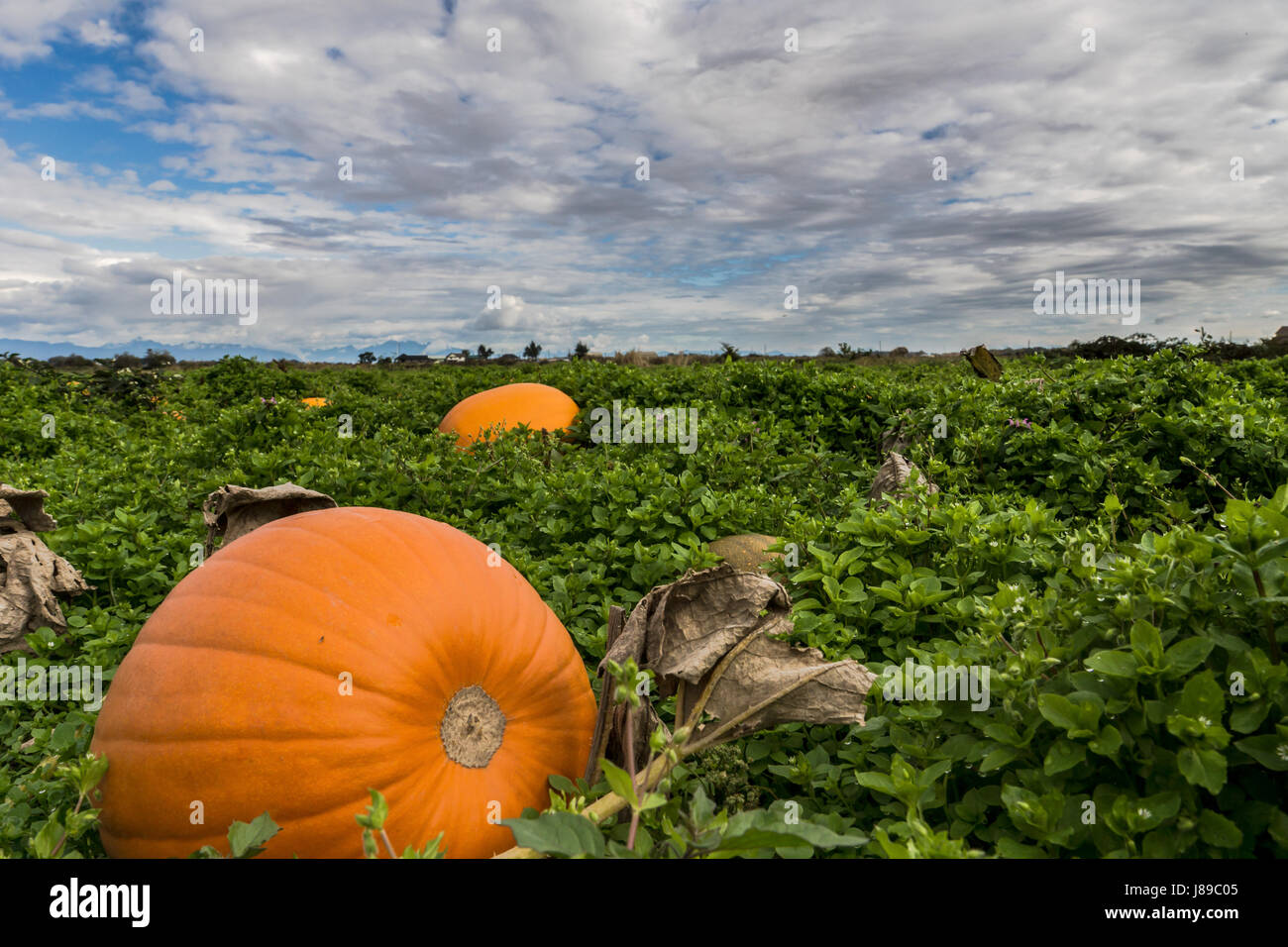 A very wonderful pumpkin batch in Ladner, BC Stock Photo - Alamy