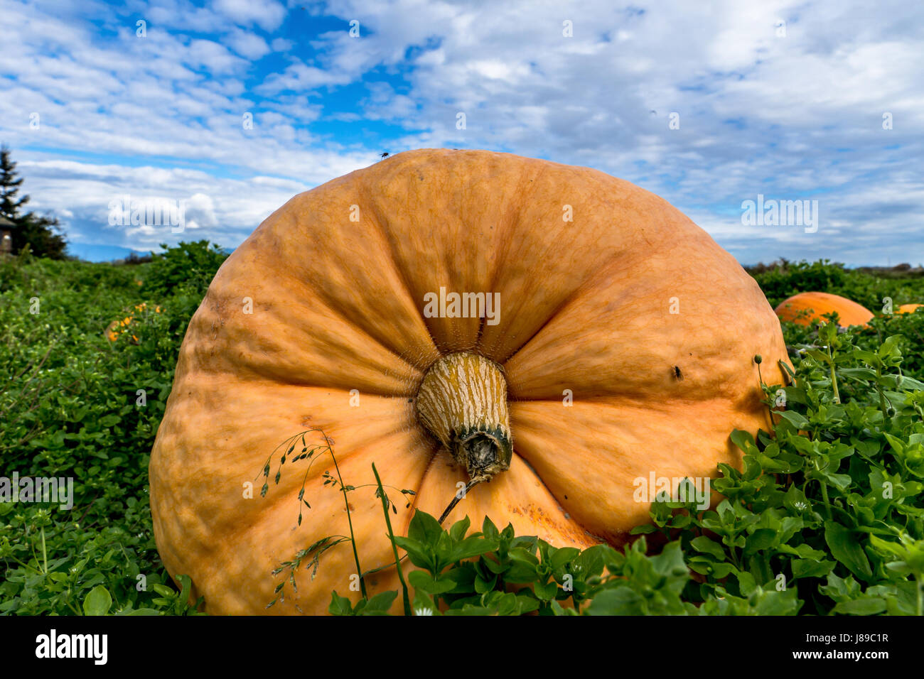 Thick pumpkin stem hi-res stock photography and images - Alamy