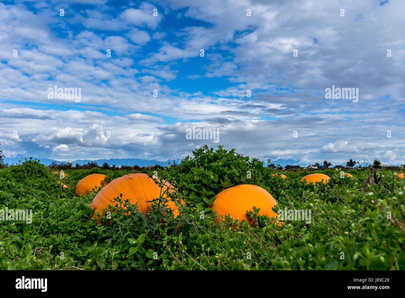 A very wonderful pumpkin batch in Ladner, BC Stock Photo - Alamy