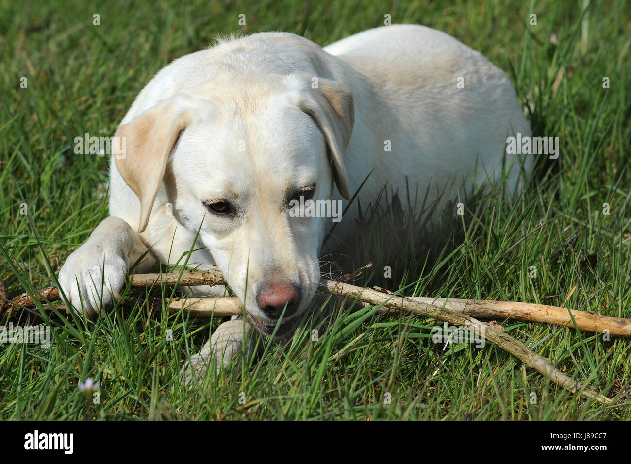 labrador retriever blond Stock Photo - Alamy