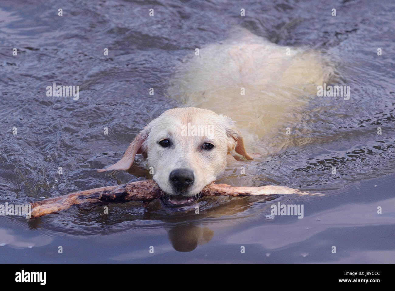 labrador in the water Stock Photo - Alamy