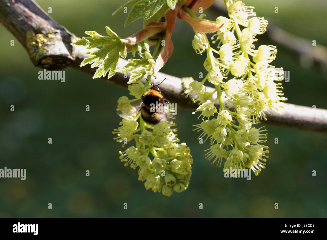 a bumblebee on the flowers of the oregon maple Stock Photo - Alamy