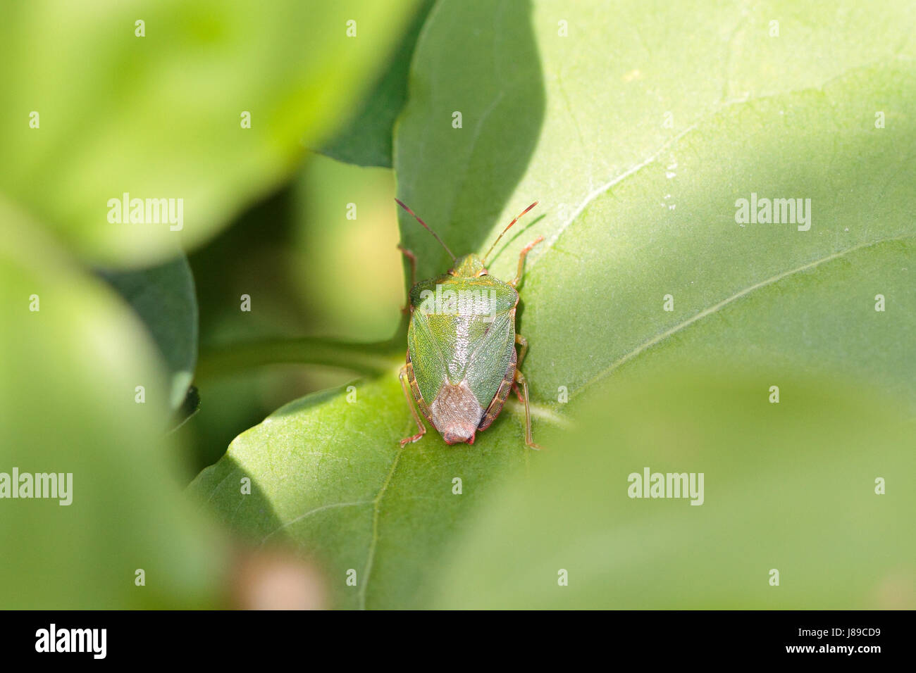 green shield bug sitting on the leaf of a hedge Stock Photo - Alamy