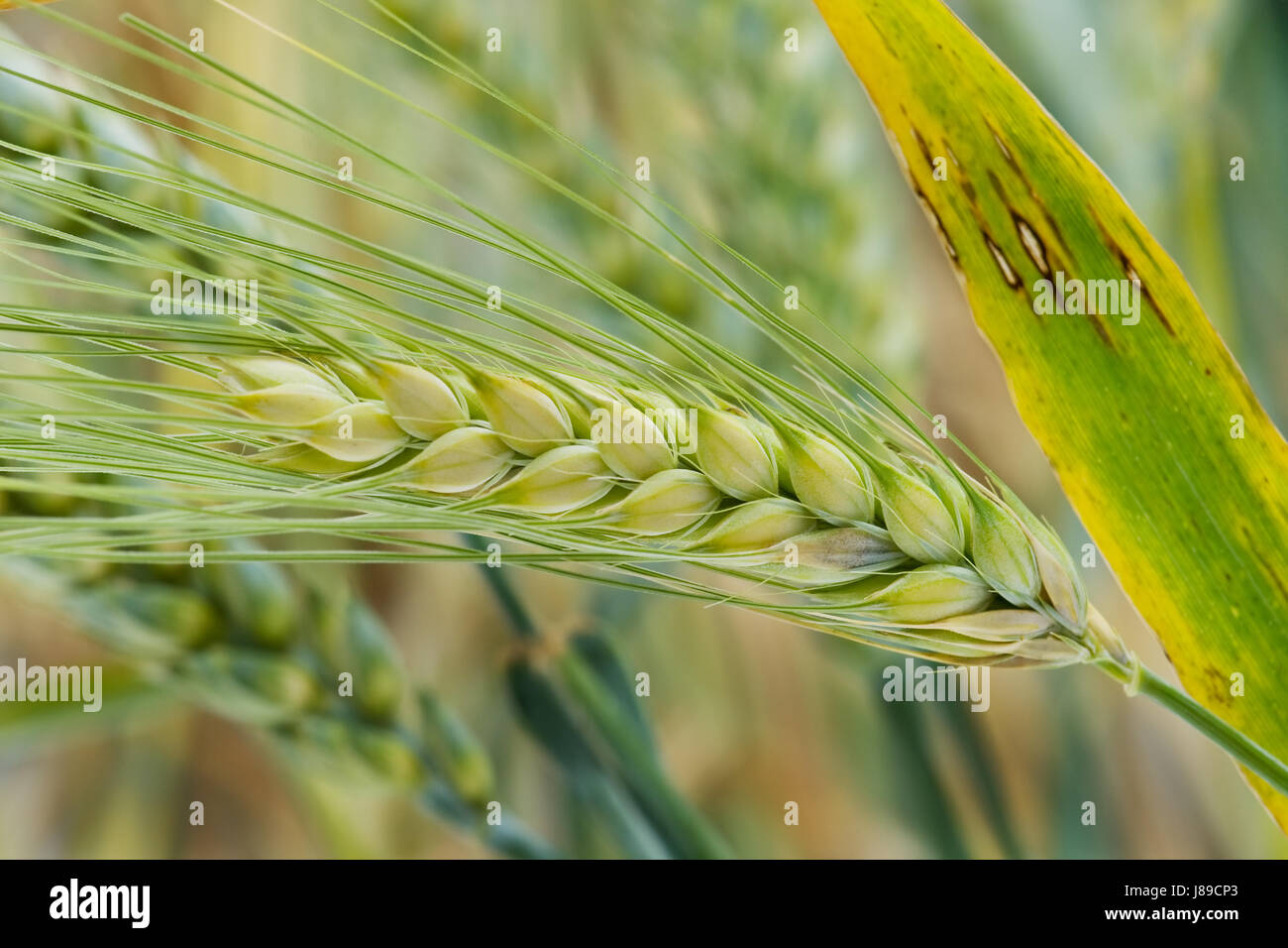 agriculture, farming, wheat, rye, barley, oats, agriculture, farming ...