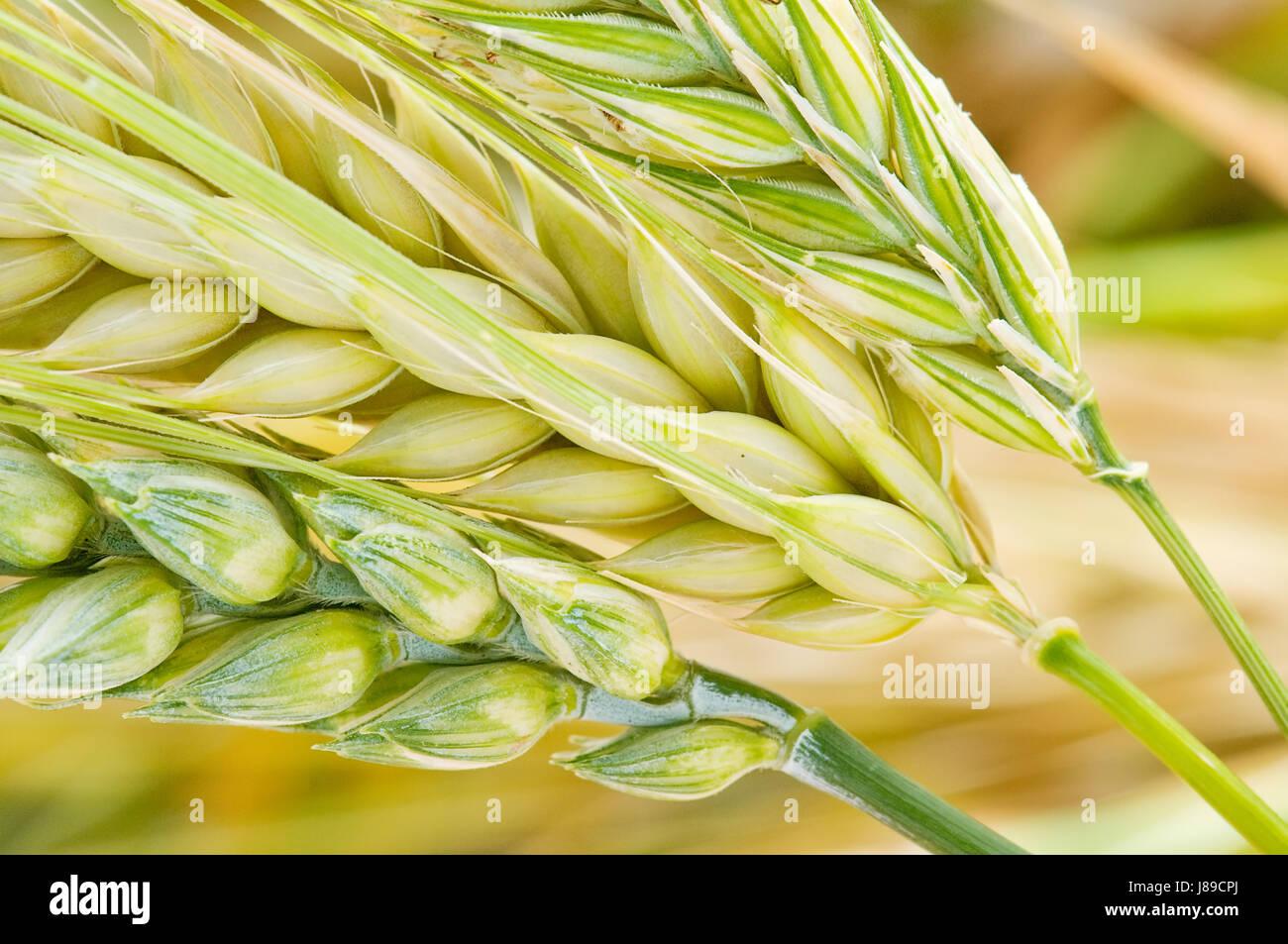 agriculture, farming, wheat, rye, barley, oats, agriculture, farming ...