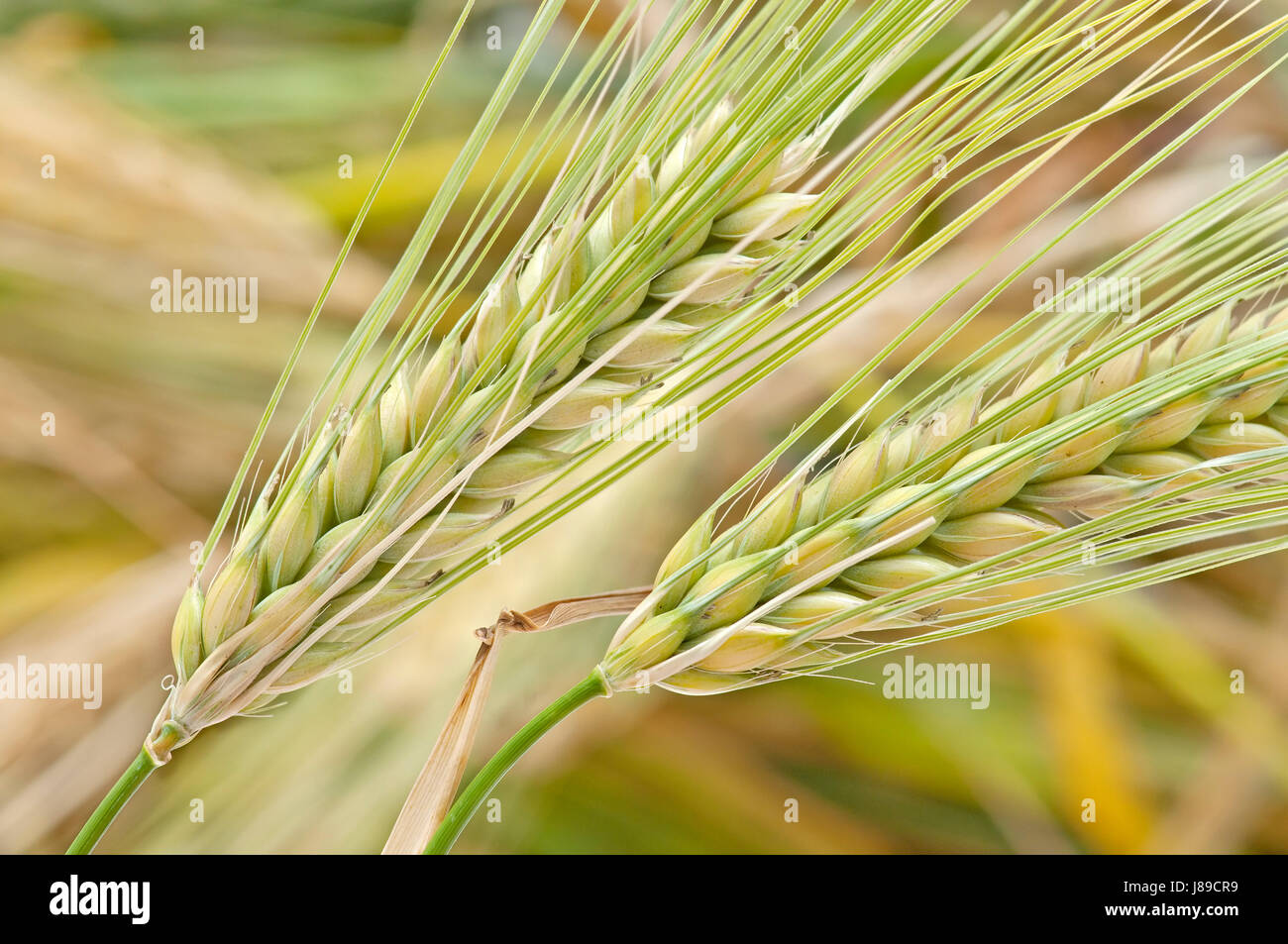 agriculture, farming, wheat, rye, barley, oats, agriculture, farming ...