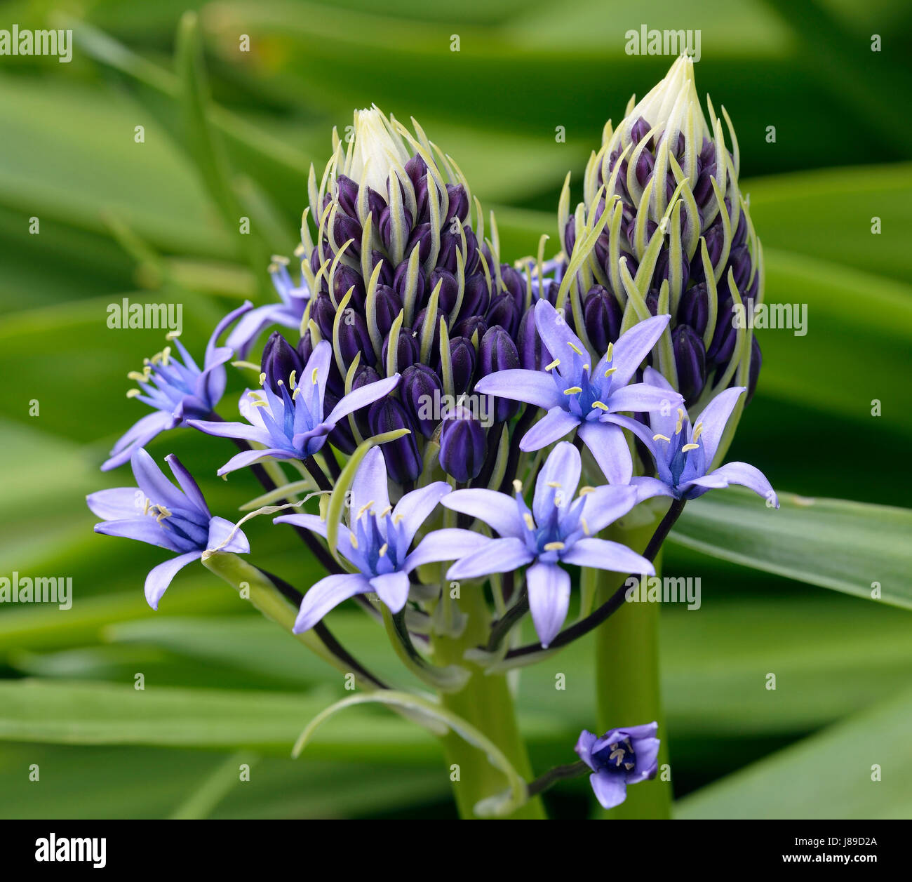 Scilla peruviana flower hi-res stock photography and images - Alamy