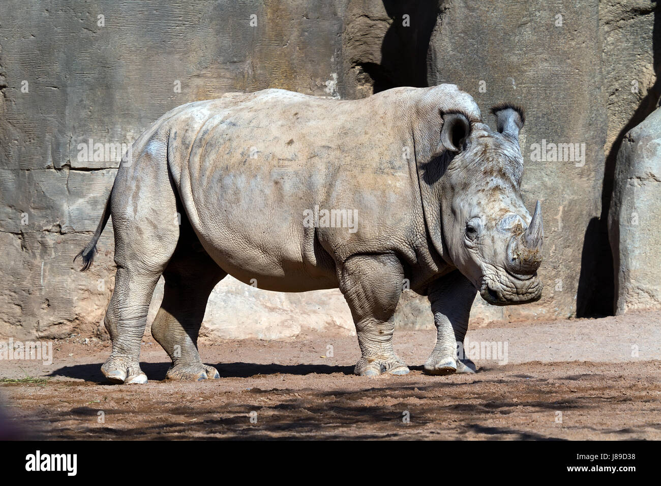 big, large, enormous, extreme, powerful, imposing, immense, relevant ...