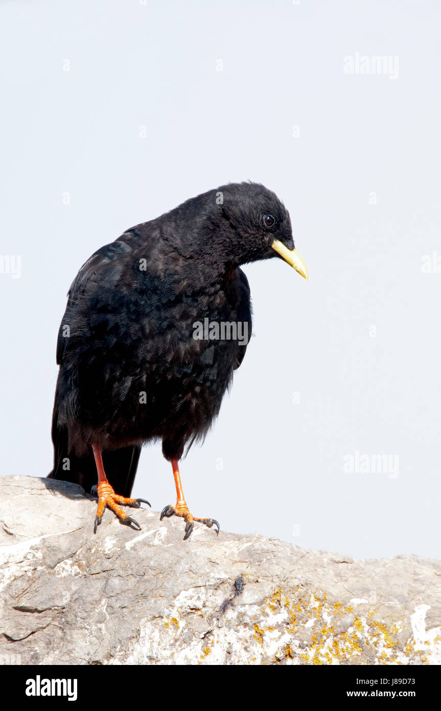 Bergdohle hi-res stock photography and images - Alamy