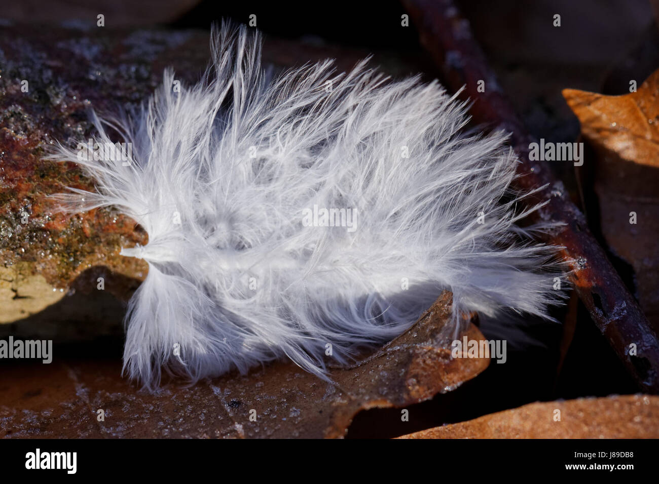 bird down in the forest Stock Photo - Alamy