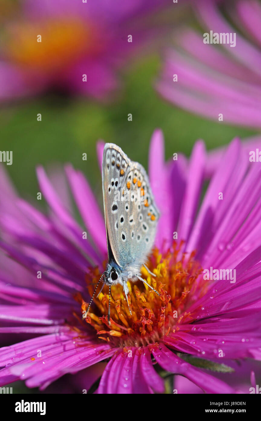 butterfly in the garden Stock Photo - Alamy